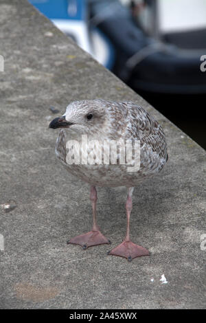 vertical portrait of a seagull stand on a stone in the lake Stock Photo ...