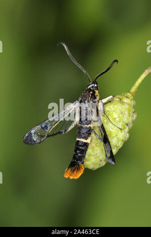 Welsh Clearwing, Synanthedon scoliaeformis Stock Photo - Alamy