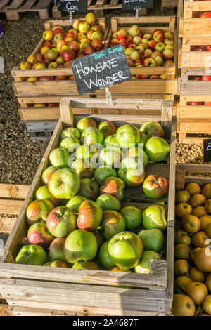 Apple 'Howgate Wonder', malus domestica apples variety varieties Stock ...