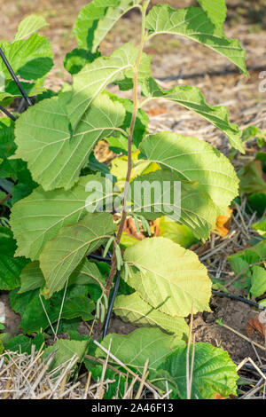 Red hazelnuts on a hazelnut bush Stock Photo - Alamy