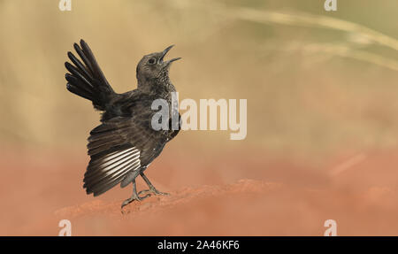 Northern Anteater Chat Myrmecocichla aethiops Stock Photo - Alamy