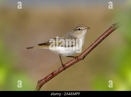 Eastern Bonelli's Warbler (Phylloscopus orientalis) during spring ...