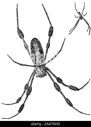 Fig. 1. Male and Female Nephila plumipes Stock Photo - Alamy