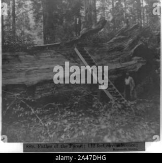Father of the Forest, 112 feet circumference - near view, Mammoth Grove ...