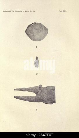 Fauna of the Buda limestone Stock Photo - Alamy