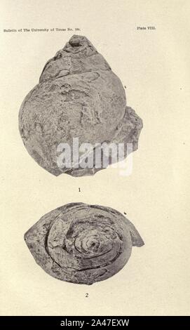 Fauna of the Buda limestone Stock Photo - Alamy