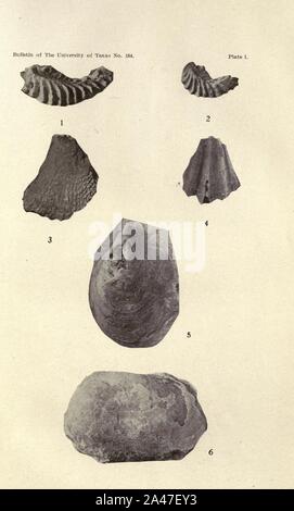 Fauna of the Buda limestone Stock Photo - Alamy