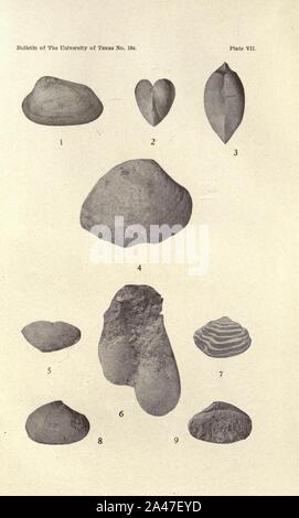 Fauna of the Buda limestone Stock Photo - Alamy