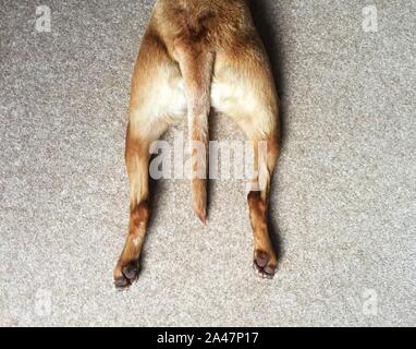 looking down from above onto the outstretched legs and paws of a pet ...