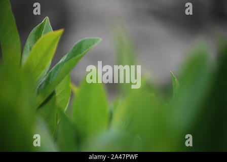 Multiple leaf's with different backgrounds Stock Photo - Alamy