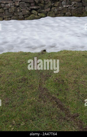Mole (Talpa europaea) tunnels revealed by melting snow, Fremington Edge ...