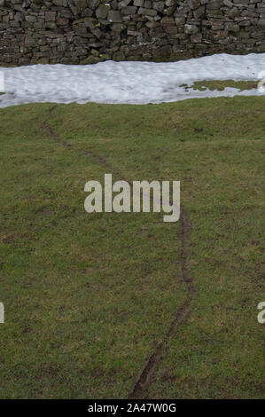 Mole (Talpa europaea) tunnels revealed by melting snow, Fremington Edge ...