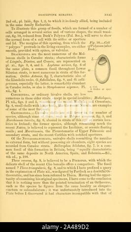 Figures of characteristic British fossils Stock Photo - Alamy