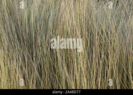 Dry reeds texture. Organic nature wallpaper of yellow cane. Natural ...