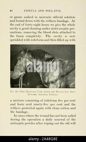 Fistula of the withers and poll evil (Page 86) BHL20357710 Stock Photo ...