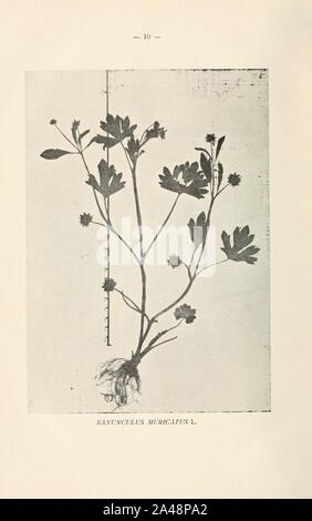 Flora de la Provincia de Buenos Aires (Page 6) BHL9847369 Stock Photo ...