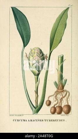 Flore pittoresque et médicale des Antilles, Paris, Pichard, 1821-1829 ...