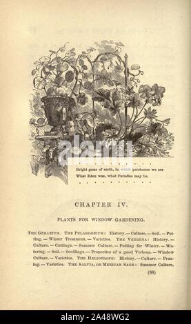 Flowers for the parlor and garden (Page 7 Stock Photo - Alamy