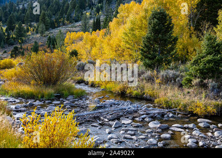 USA, Utah, Uinta-Wasatch-Cache National Forest, Little Cottonwood ...