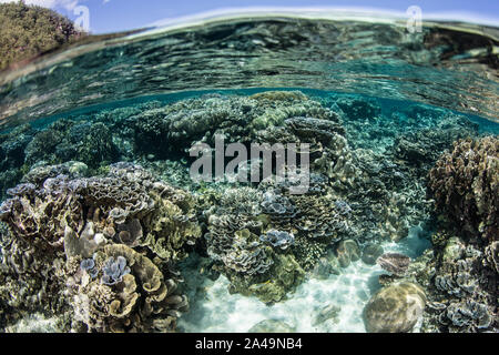 An amazing coral reef grows in shallow water amid the lush islands of ...