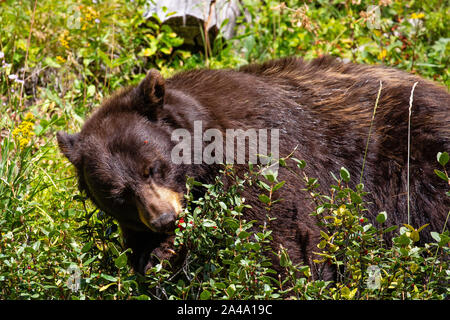 Black bear eating red berries Stock Photo - Alamy
