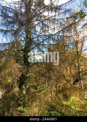 Phytophthora, a staggering disease of the softwoods, Lyon, France Stock ...