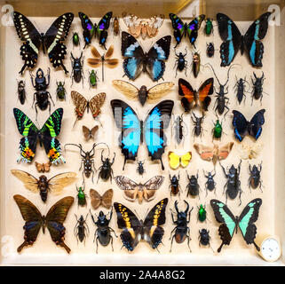 Decorative flying butterflies pattern in heart shape isolated on white ...