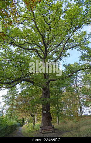 400 year old oak tree, Eichholz, Arnsberg, Sauerland, Northrhine ...