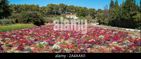 Field of Petunia flowers, San Remy, Provence, France Stock Photo - Alamy