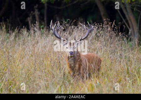 RED DEER - CIERVO COMUN O ROJO (Cervus elaphus Stock Photo - Alamy