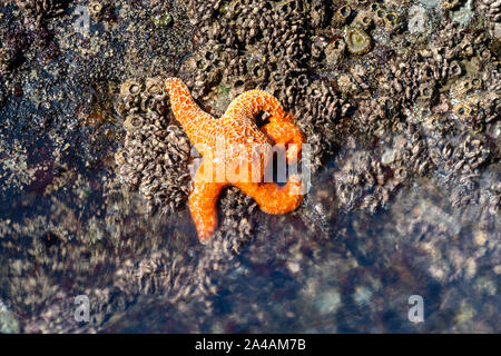 Tidal pool at Second Beach, Olympic National Park, Washington, USA ...