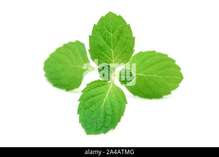 Top view, fresh mint on wooden board over white wooden background. Copy ...
