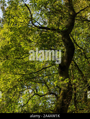 Light through the leaves at Halldale Woods, Derbyshire UK Stock Photo ...