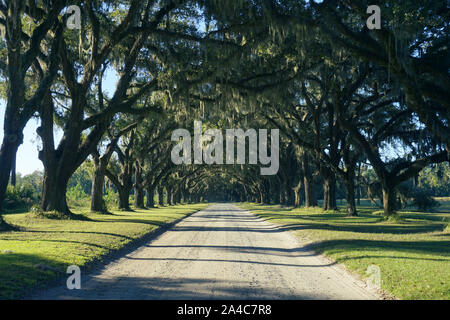 Tree lined road to Southern Plantation in Surry County Virginia Stock ...