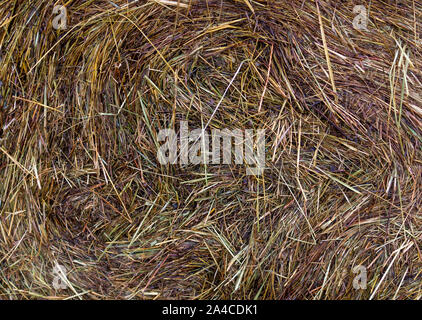 wet hay harvest texture at rainy day. background, agricultural Stock ...