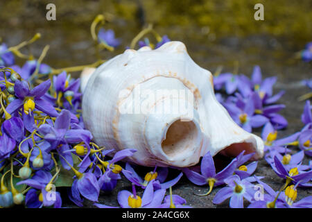 Indian Holy conch shell (Shankha), with nightshade flowers A Shankha is ...