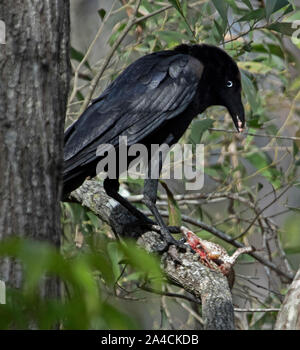 Torresian Crow (Corvus orru) eating mouse, Uluru-kata Tjuta National ...