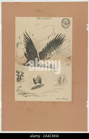 The eaglet - Nelson Harding Stock Photo - Alamy