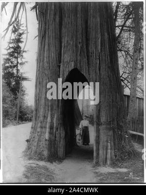 The famous bicycle tree of Snohomish, Washington - Woman with a bicycle ...