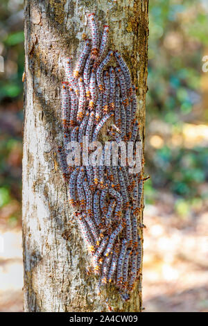 Suraka Silk Moth caterpillar - Antherina suraka, large beautiful orange ...