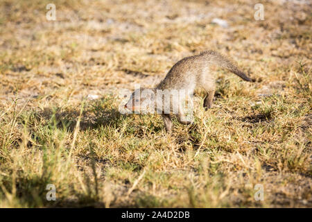 Banded mongoose Mungos mungo running Okavango delta Stock Photo - Alamy