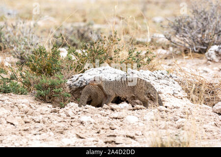 Banded mongoose Mungos mungo running Okavango delta Stock Photo - Alamy