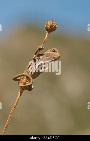 Common chameleon (Chamaeleo chamaeleon). Marbella, Andalusia Spain ...