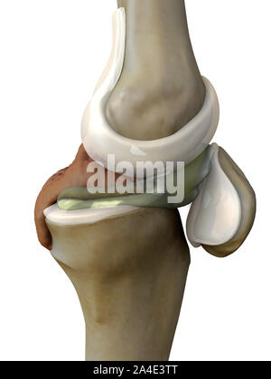 Human knee joint, computer illustration Stock Photo - Alamy