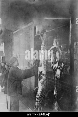 The wild cat (for the Highbinder's feast of the uncooked meat ...