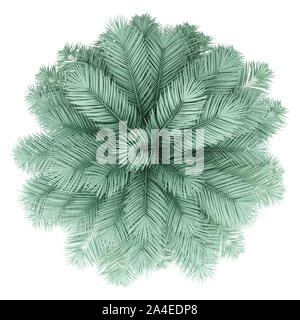 top view of sugar palm tree isolated on white background Stock Photo ...