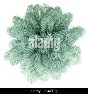 top view of sugar palm tree isolated on white background Stock Photo ...