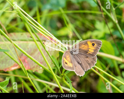 Big bull's eye Stock Photo - Alamy