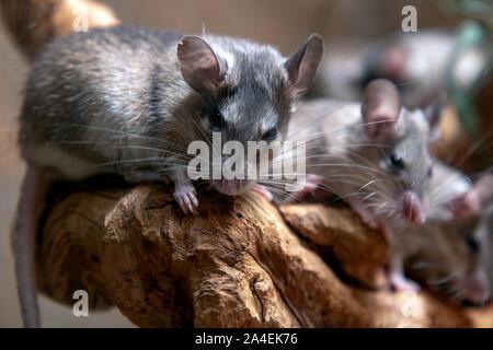 TURKISH SPINY MOUSE (Acomys cilicicus). Female with litter of two young ...