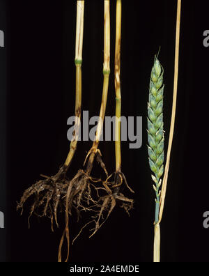 Sharp eyespot (Ceratobasidium cereale) lesions on wheat stem Stock ...